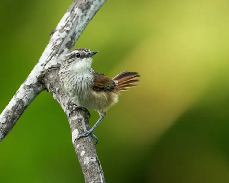 Synallaxis stictothorax - Fatti, dieta, habitat e immagini su Animalia.bio