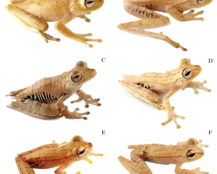 Boana calcarata - факти, дієта, ареал і фотографії на Animalia.bio