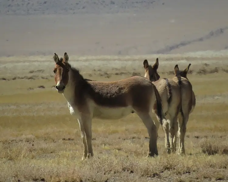 Kiang - Facts, Diet, Habitat & Pictures on Animalia.bio