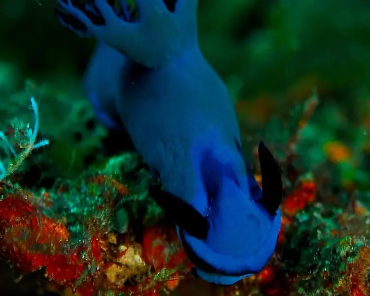 Tambja morosa - Facts, Diet, Habitat & Pictures on Animalia.bio