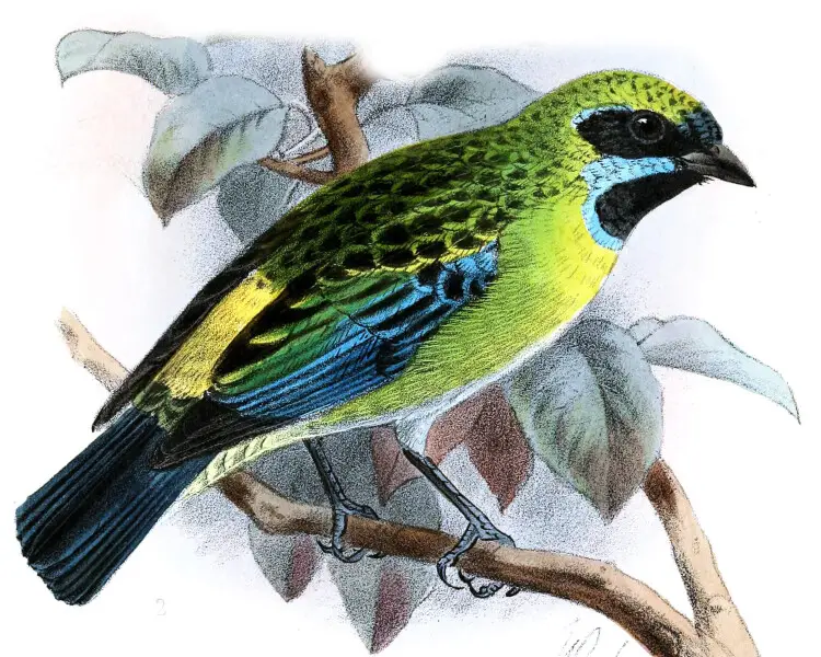 Tangara johannae - факти, дієта, ареал і фотографії на Animalia.bio