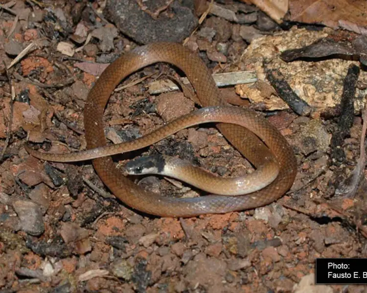 Tantilla melanocephala - Facts, Diet, Habitat & Pictures on Animalia.bio