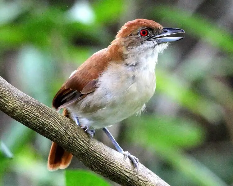 Taraba major - факти, дієта, ареал і фотографії на Animalia.bio