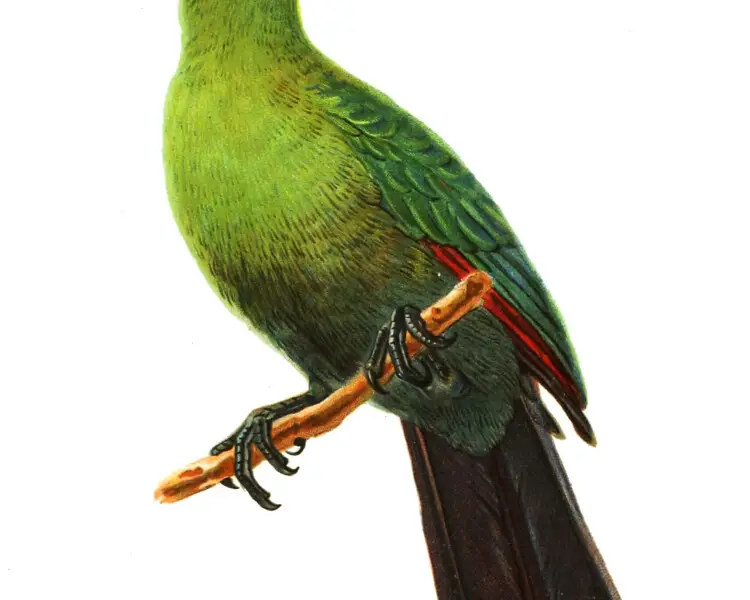 Schalow's turaco - Facts, Diet, Habitat & Pictures on Animalia.bio