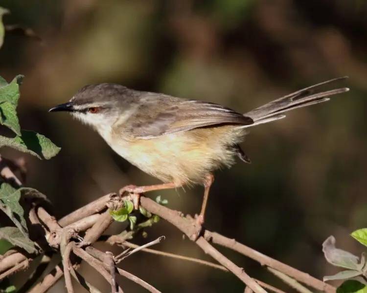 Prinia subflava - Fakten, Ernährung, Lebensraum & Bilder auf Animalia.bio