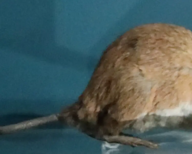 Maxomys hellwaldii - факти, дієта, ареал і фотографії на Animalia.bio