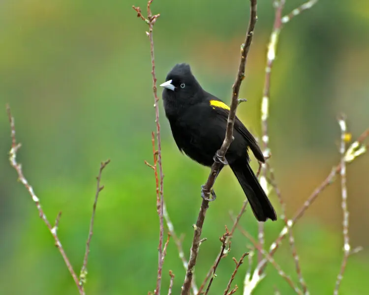 Cacicus chrysopterus - факти, дієта, ареал і фотографії на Animalia.bio