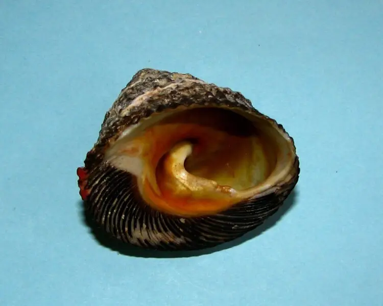 Tegula regina - Facts, Diet, Habitat & Pictures on Animalia.bio