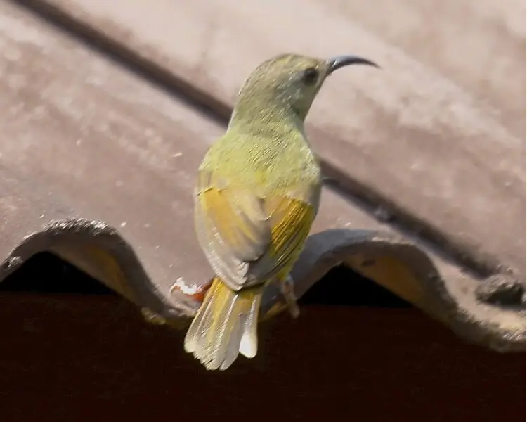 Temminck's sunbird - Facts, Diet, Habitat & Pictures on Animalia.bio