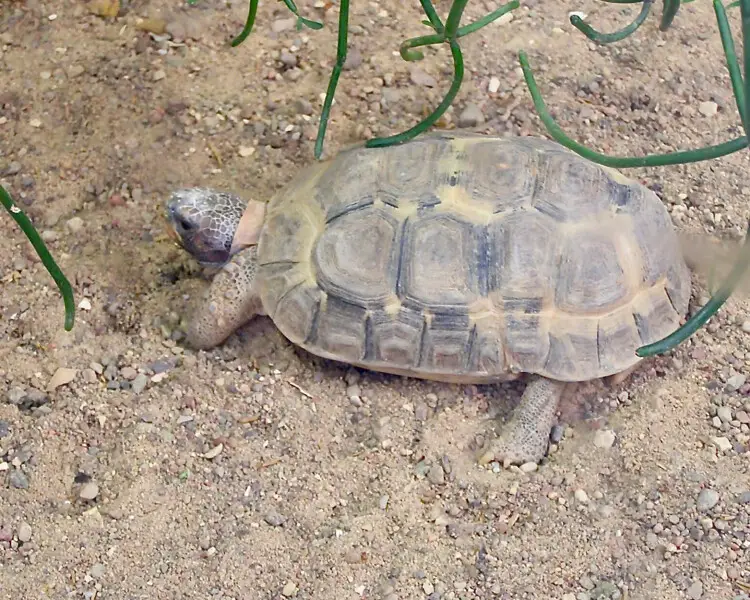 Kinixys belliana - Facts, Diet, Habitat & Pictures on Animalia.bio