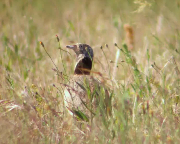 Little bustard - Facts, Diet, Habitat & Pictures on Animalia.bio