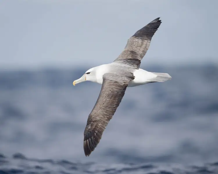Shy albatross - Facts, Diet, Habitat & Pictures on Animalia.bio