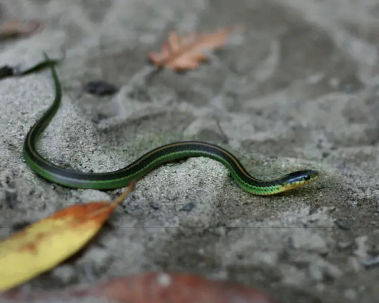 Aquatic garter snake - Facts, Diet, Habitat & Pictures on Animalia.bio