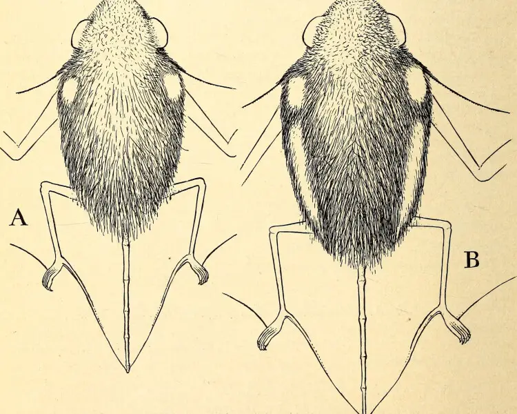 Allen's spotted bat - Facts, Diet, Habitat & Pictures on Animalia.bio