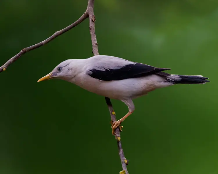 White-headed starling - Facts, Diet, Habitat & Pictures on Animalia.bio