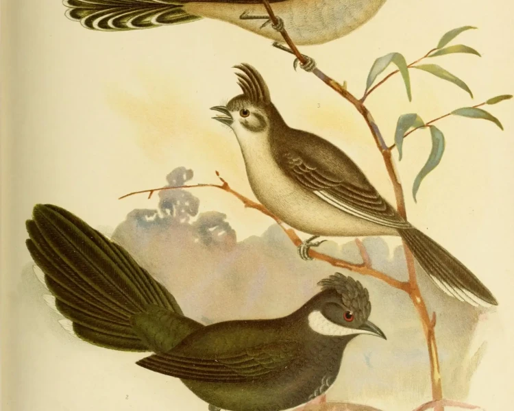 Garrulo olivaceo occidentale - Fatti, dieta, habitat e immagini su ...