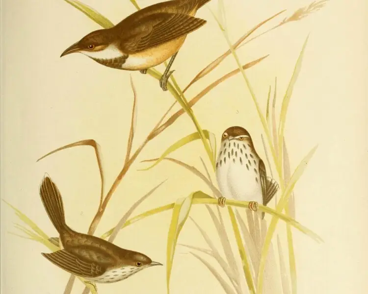 Noisy scrubbird - Facts, Diet, Habitat & Pictures on Animalia.bio