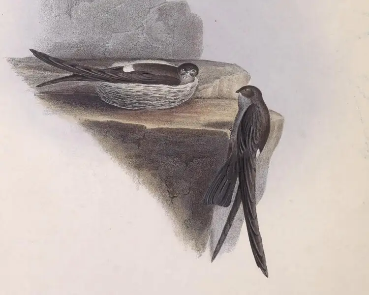 Collocalia troglodytes - факти, дієта, ареал і фотографії на Animalia.bio