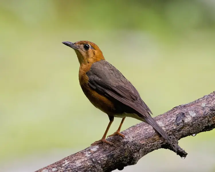 Orange-headed thrush - Facts, Diet, Habitat & Pictures on Animalia.bio
