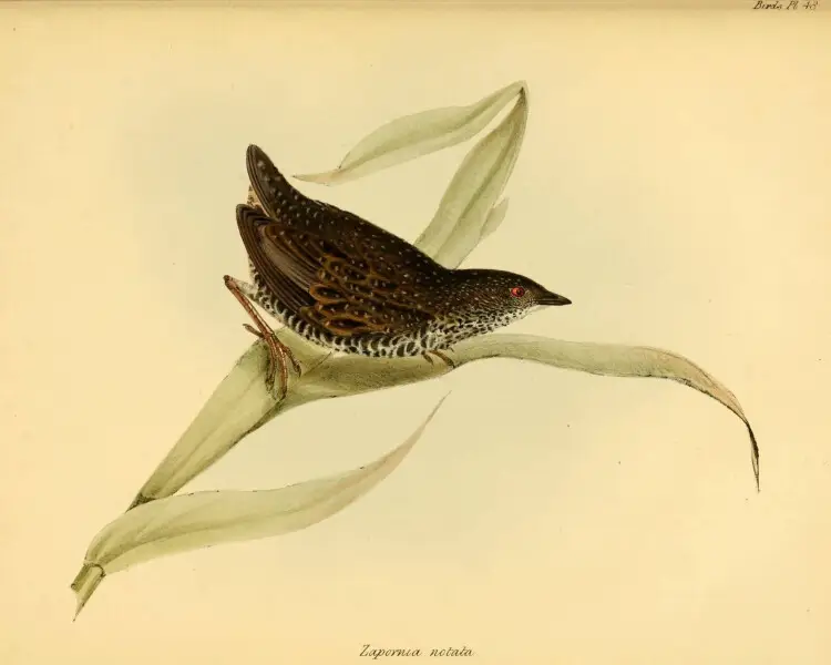 Coturnicops notatus - факти, дієта, ареал і фотографії на Animalia.bio