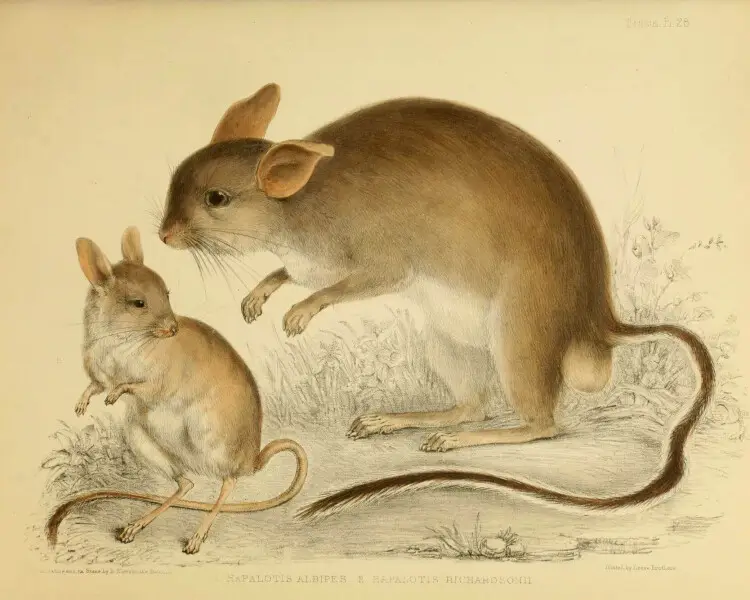 Mitchell's hopping mouse - Facts, Diet, Habitat & Pictures on Animalia.bio