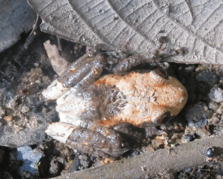 Theloderma asperum - Facts, Diet, Habitat & Pictures on Animalia.bio