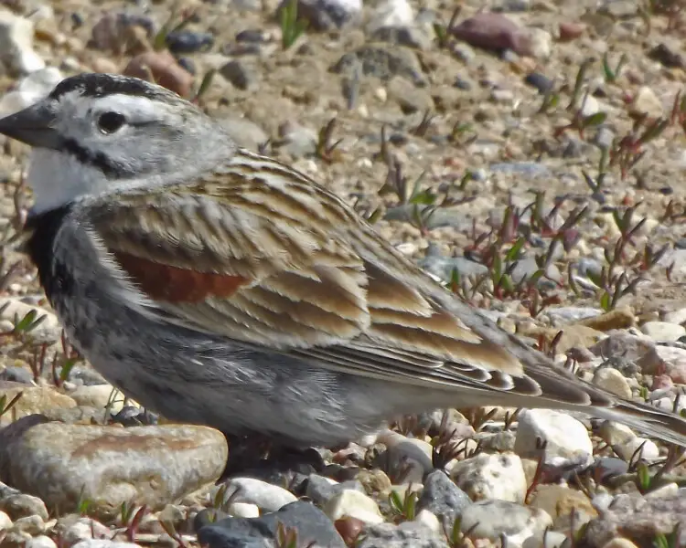 Thick-billed longspur - Facts, Diet, Habitat & Pictures on Animalia.bio