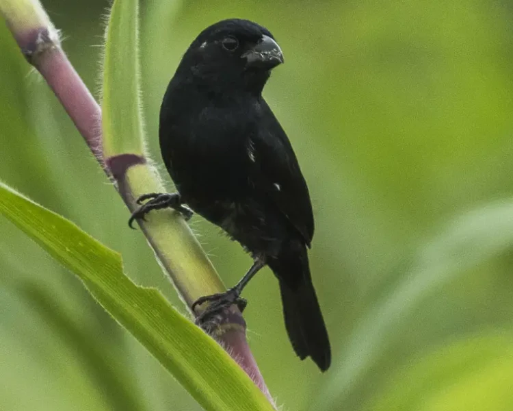 Thick-billed seed finch - Facts, Diet, Habitat & Pictures on Animalia.bio