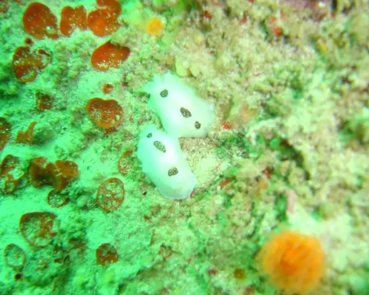 Three-spot nudibranch - Facts, Diet, Habitat & Pictures on Animalia.bio