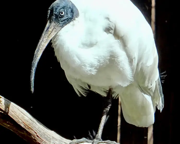 Malagasy sacred ibis - Facts, Diet, Habitat & Pictures on Animalia.bio