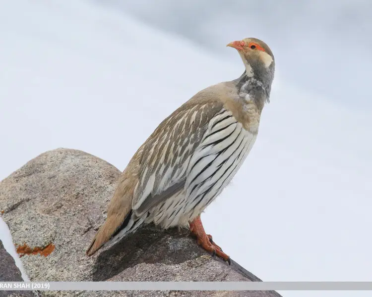 Tetraogallus tibetanus - факти, дієта, ареал і фотографії на Animalia.bio