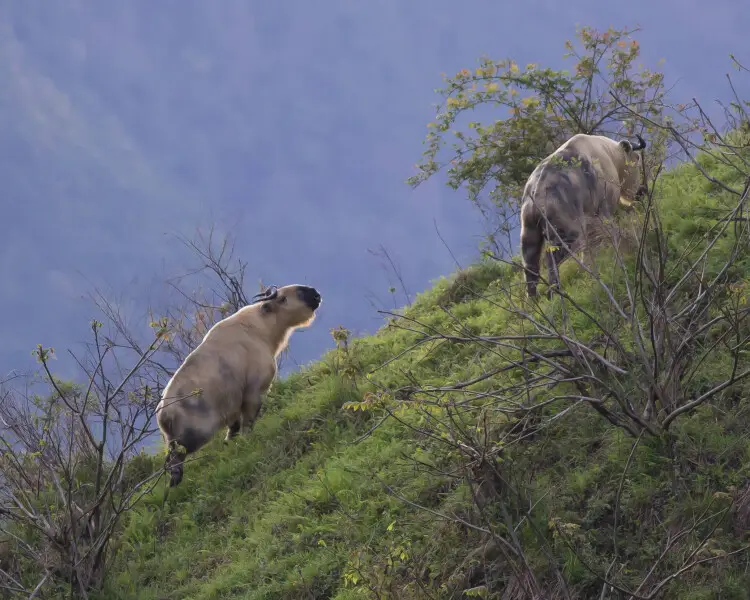 Sichuan takin - Facts, Diet, Habitat & Pictures on Animalia.bio