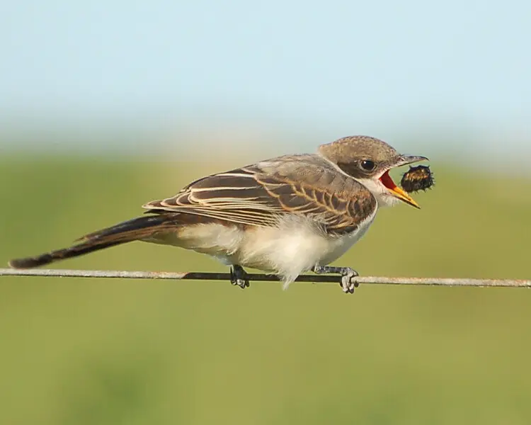 Fork-tailed flycatcher - Facts, Diet, Habitat & Pictures on Animalia.bio