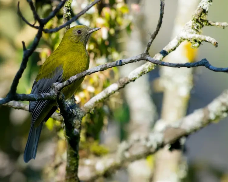 Lipaugus conditus - факти, дієта, ареал і фотографії на Animalia.bio
