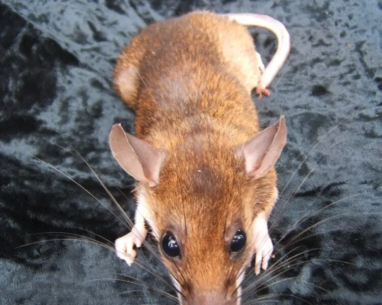 Maxomys surifer - факти, дієта, ареал і фотографії на Animalia.bio