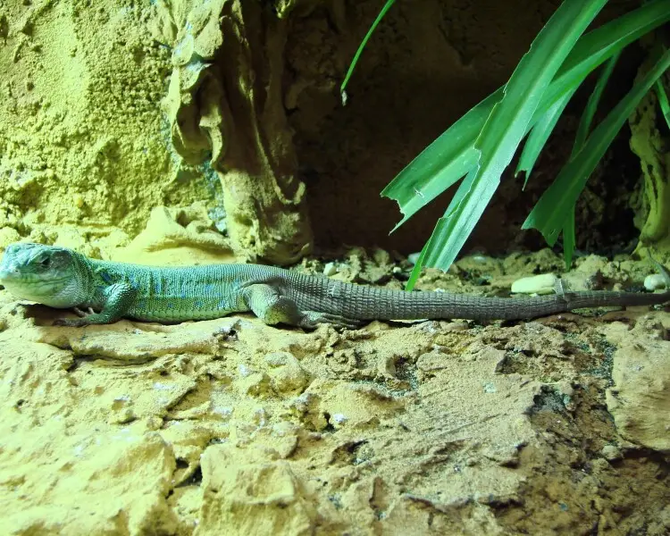 Timon pater - Facts, Diet, Habitat & Pictures on Animalia.bio