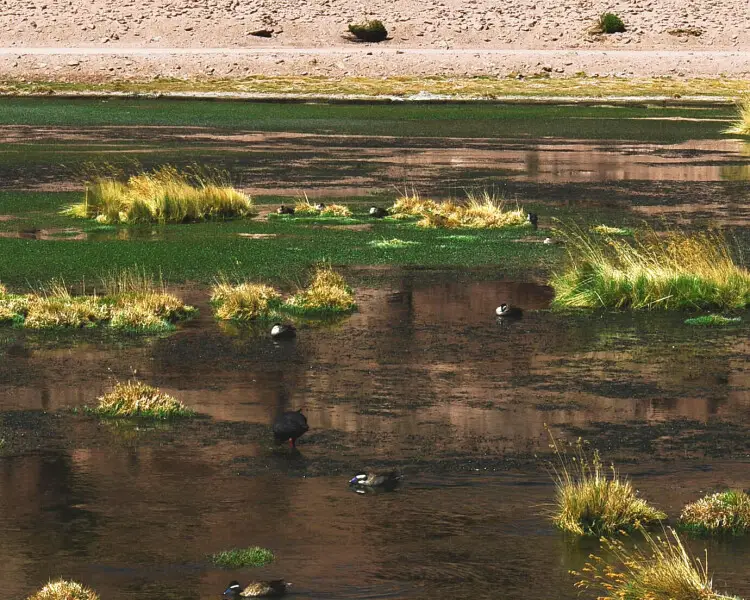 Puna teal - Facts, Diet, Habitat & Pictures on Animalia.bio