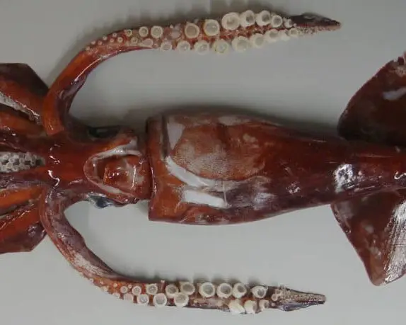 Antarctic flying squid - Facts, Diet, Habitat & Pictures on Animalia.bio