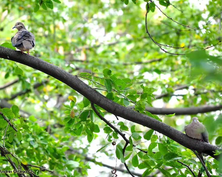 Eared dove - Facts, Diet, Habitat & Pictures on Animalia.bio