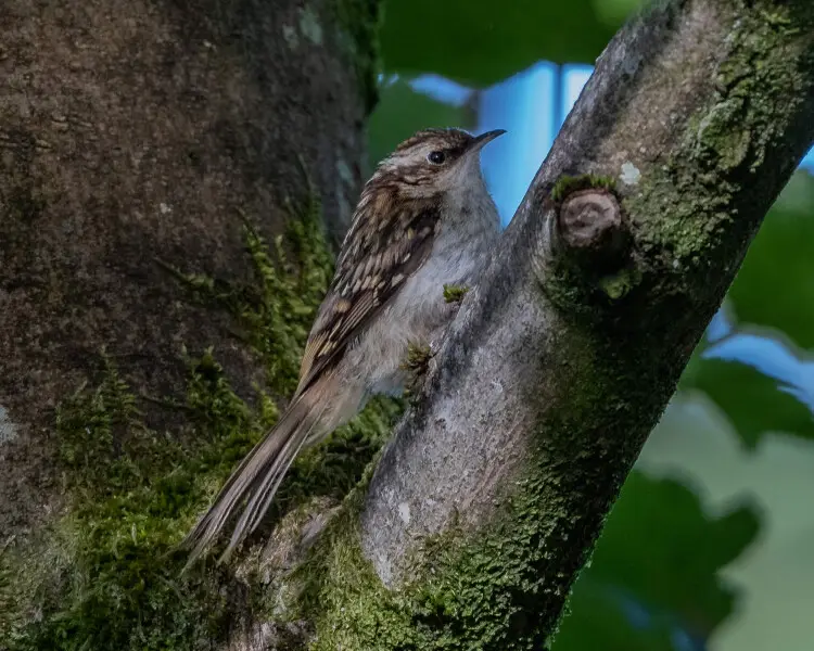 Eurasian treecreeper - Facts, Diet, Habitat & Pictures on Animalia.bio