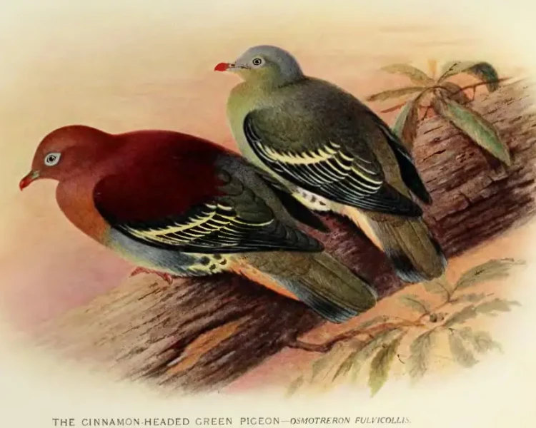Treron fulvicollis - факти, дієта, ареал і фотографії на Animalia.bio