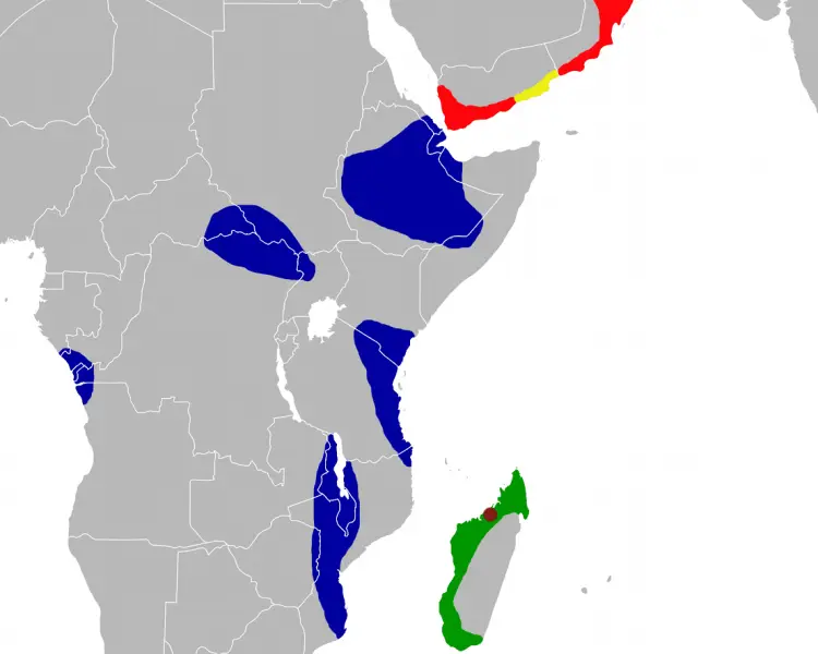 Triaenops afer - факти, дієта, ареал і фотографії на Animalia.bio