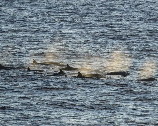 Indopacetus pacificus - факти, дієта, ареал і фотографії на Animalia.bio