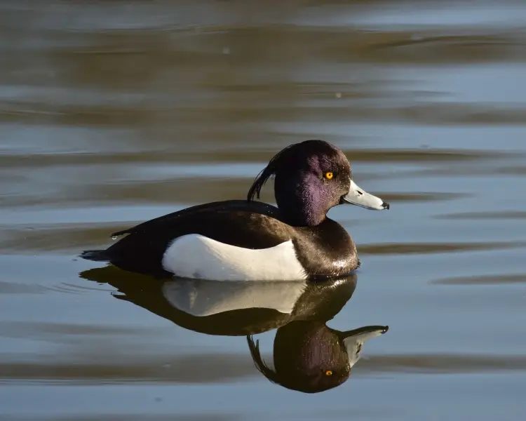 Tufted Duck - Facts, Diet, Habitat & Pictures on Animalia.bio