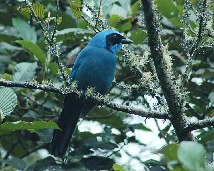 Turquoise jay - Facts, Diet, Habitat & Pictures on Animalia.bio