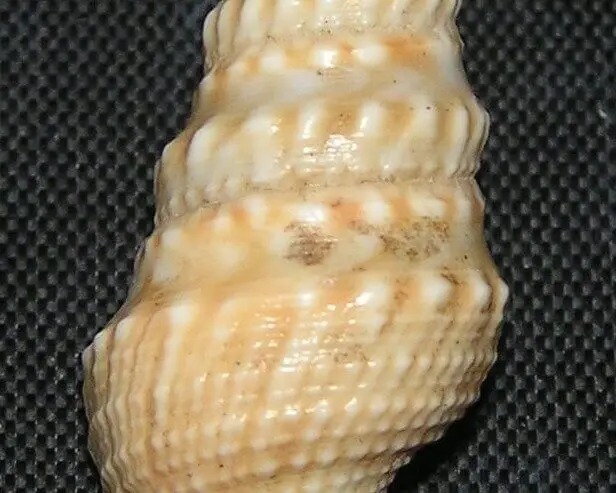 Turricula nelliae - Facts, Diet, Habitat & Pictures on Animalia.bio