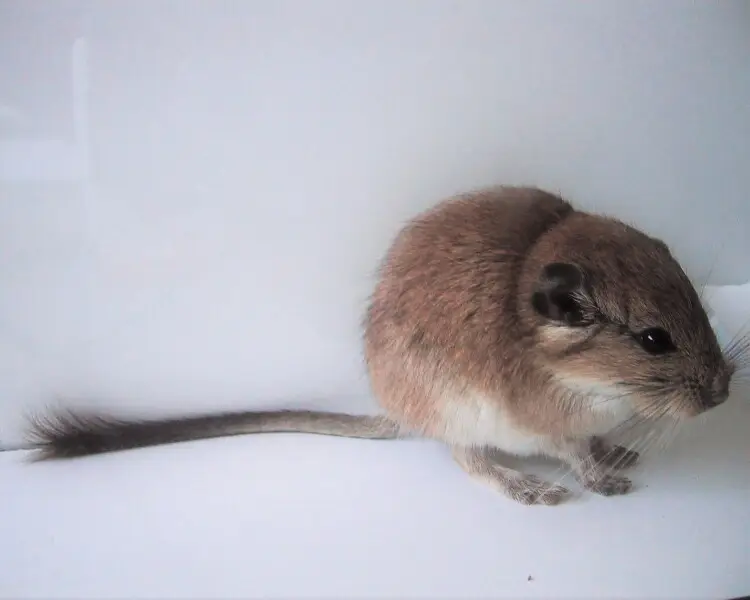 Plains viscacha rat - Facts, Diet, Habitat & Pictures on Animalia.bio