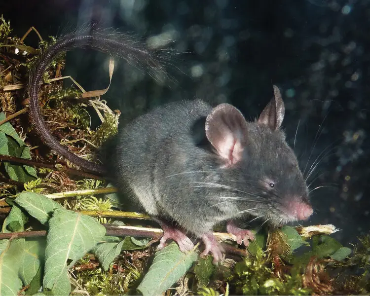 Chinese pygmy dormouse - Facts, Diet, Habitat & Pictures on Animalia.bio