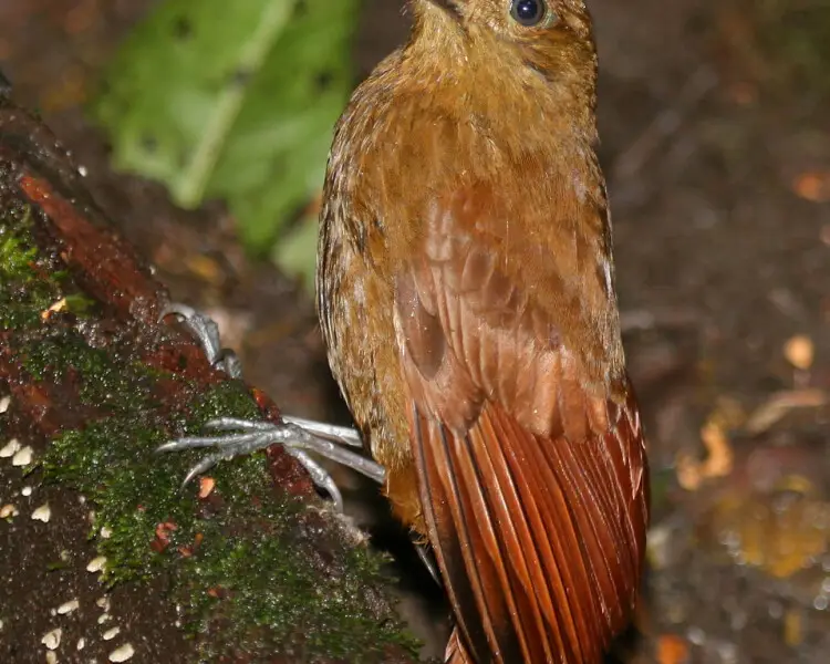 Грімпар великий - факти, дієта, ареал і фотографії на Animalia.bio