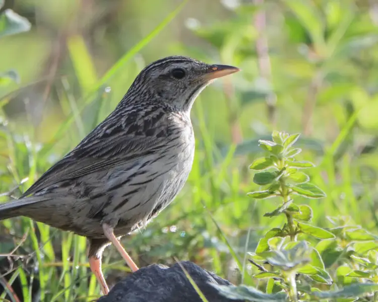 Anthus sylvanus - Fatti, dieta, habitat e immagini su Animalia.bio